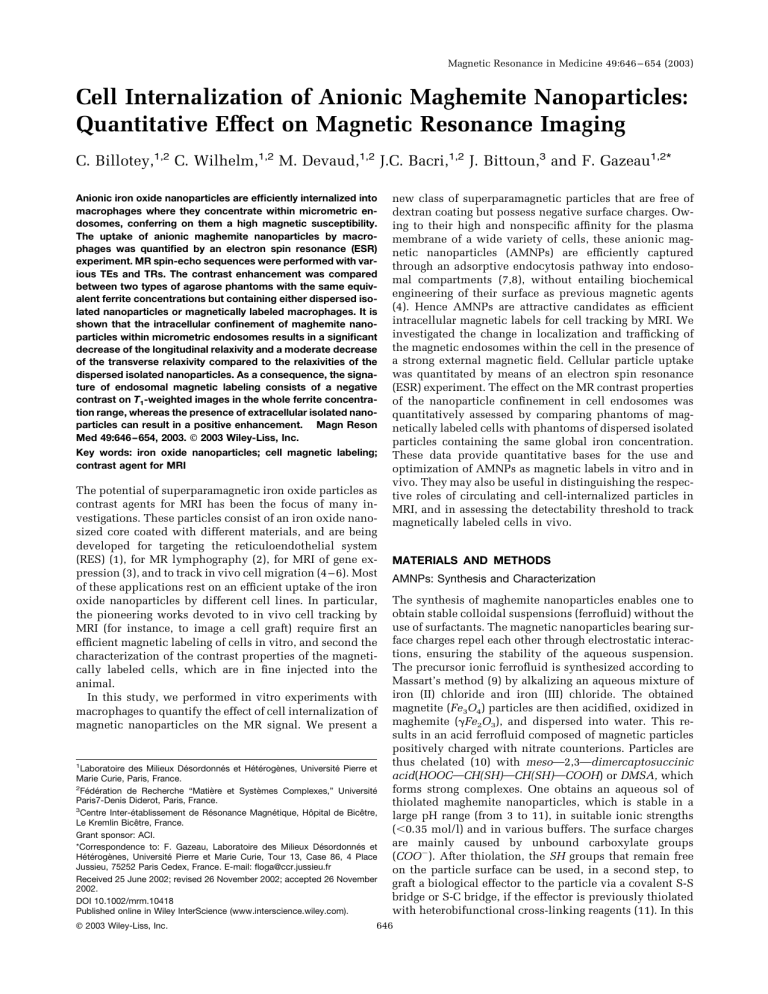Maghemite Nanoparticles & MRI Contrast: Cell Internalization Effects