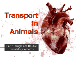 Circulatory System Worksheet
