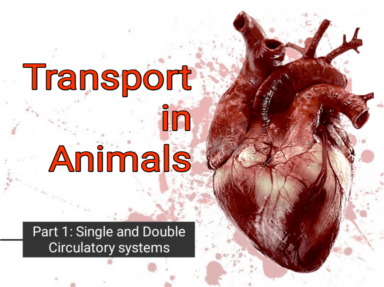 Animal Circulatory Systems: Single & Double