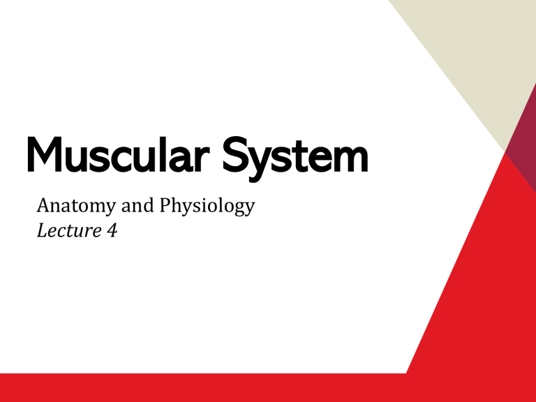 Muscular System Anatomy & Physiology Presentation