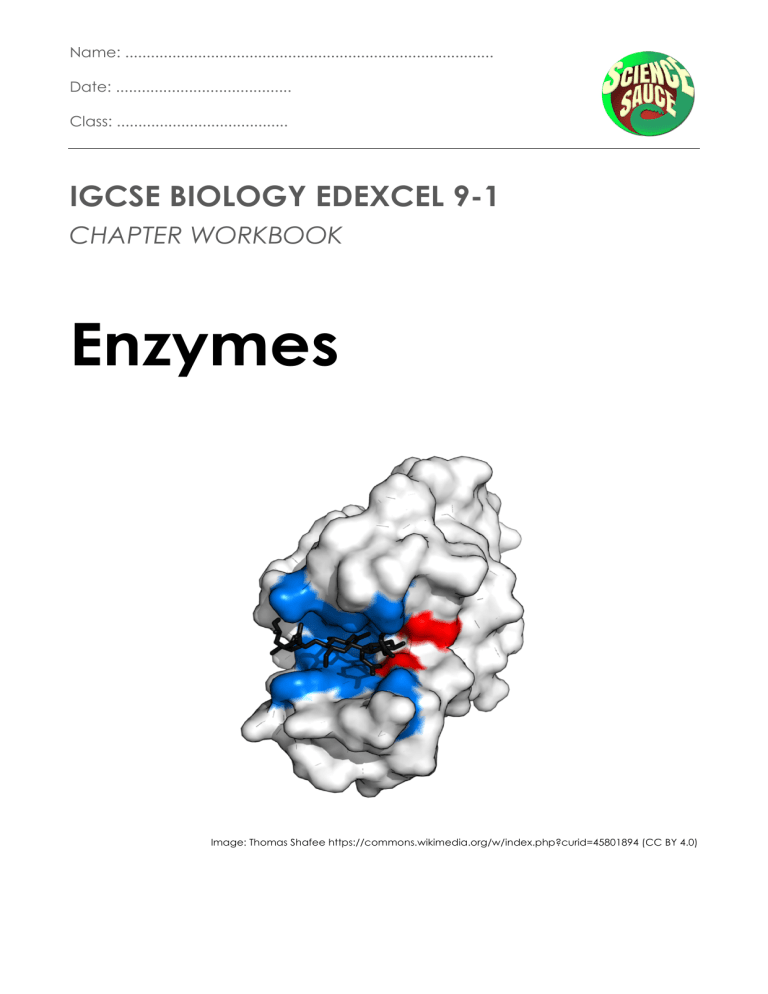 IGCSE Biology Enzymes Workbook: Edexcel 9-1