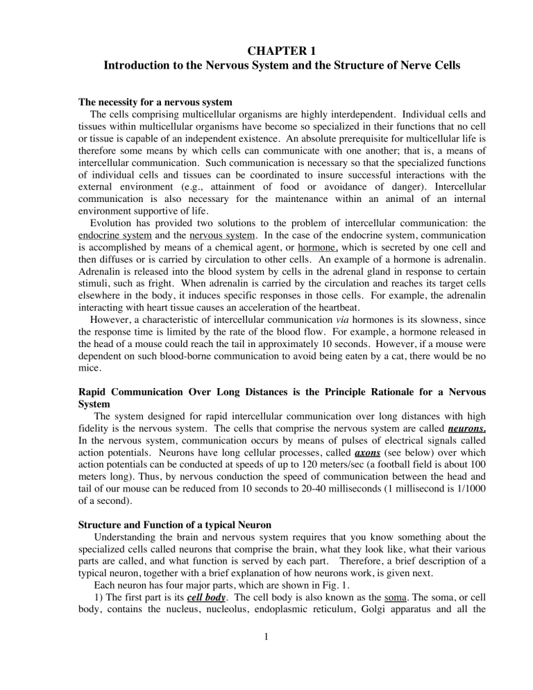 Nervous System & Neuron Structure: Textbook Excerpt