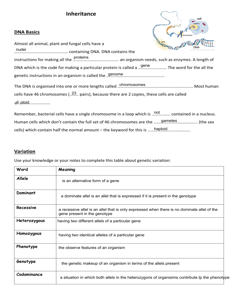 Inheritance & Genetics Worksheet: DNA, Variation, & Practice