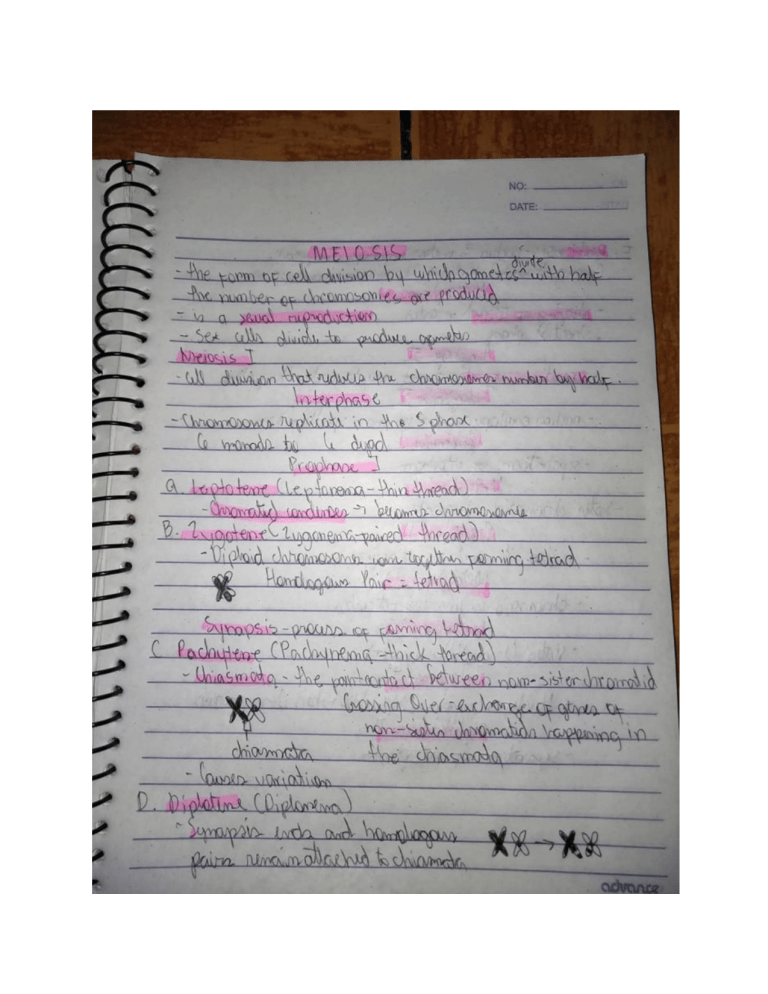 Meiosis & Mendelian Genetics Lecture Notes