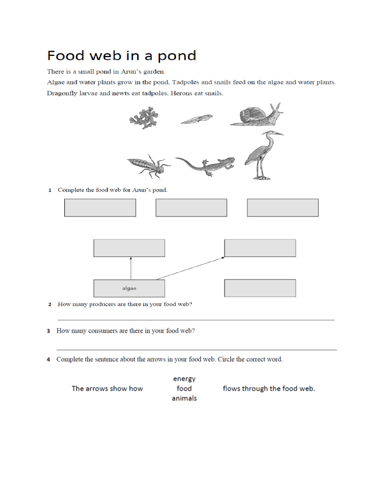 Pond Food Web Worksheet: Ecology for Kids