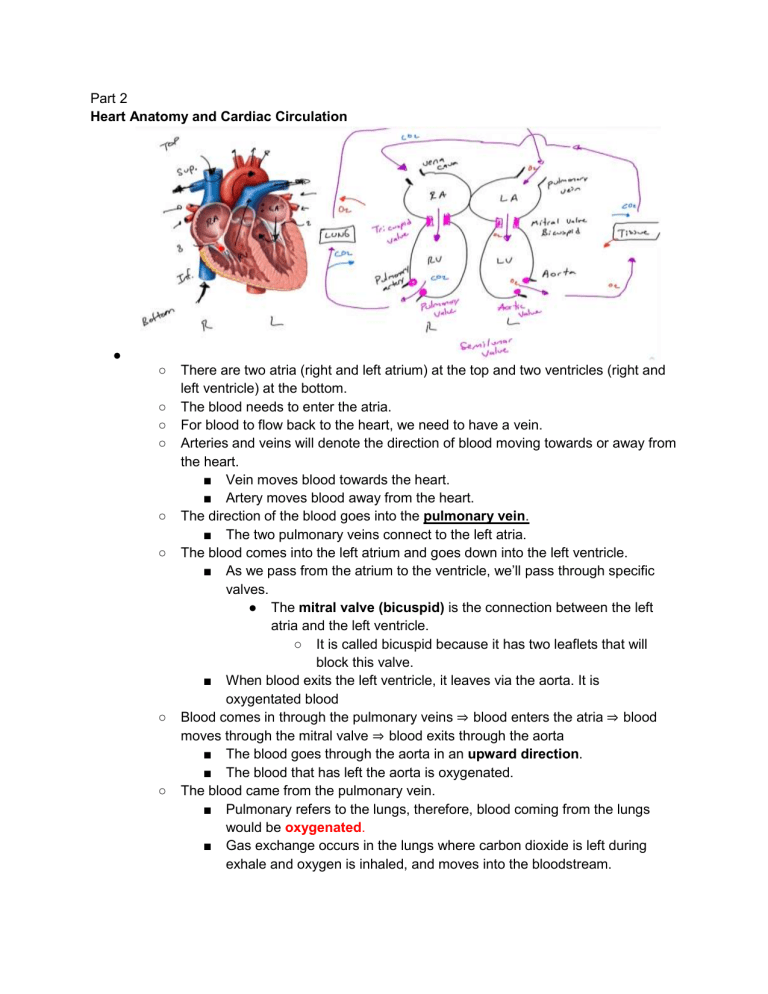 Heart Anatomy And Circulation Lecture Notes