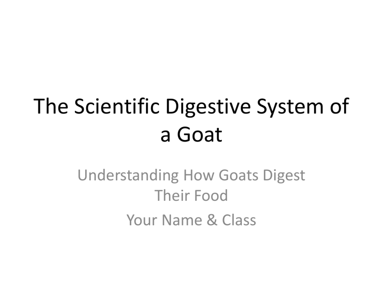 Goat Digestive System: A Scientific Overview
