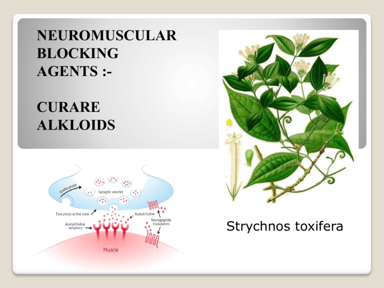 Curare Alkaloids: Neuromuscular Blocking Agents