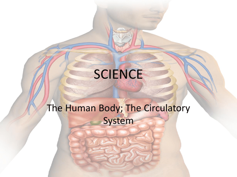 Human Body: Circulatory System - Science Education