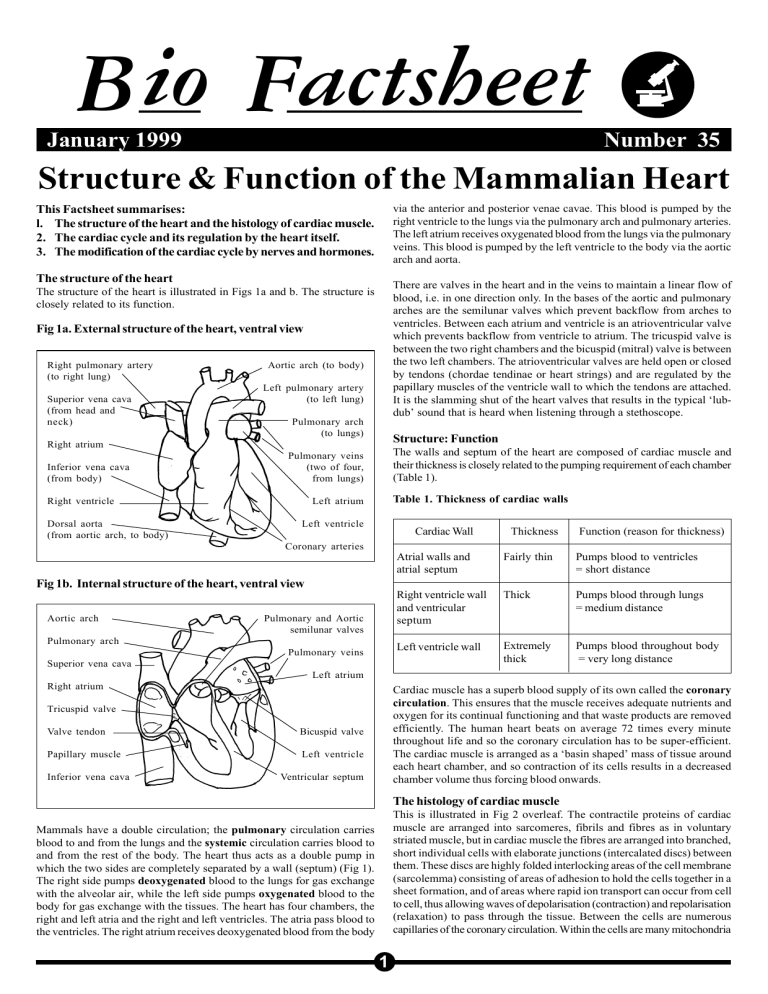 Mammalian Heart Structure & Function: A Biology Factsheet