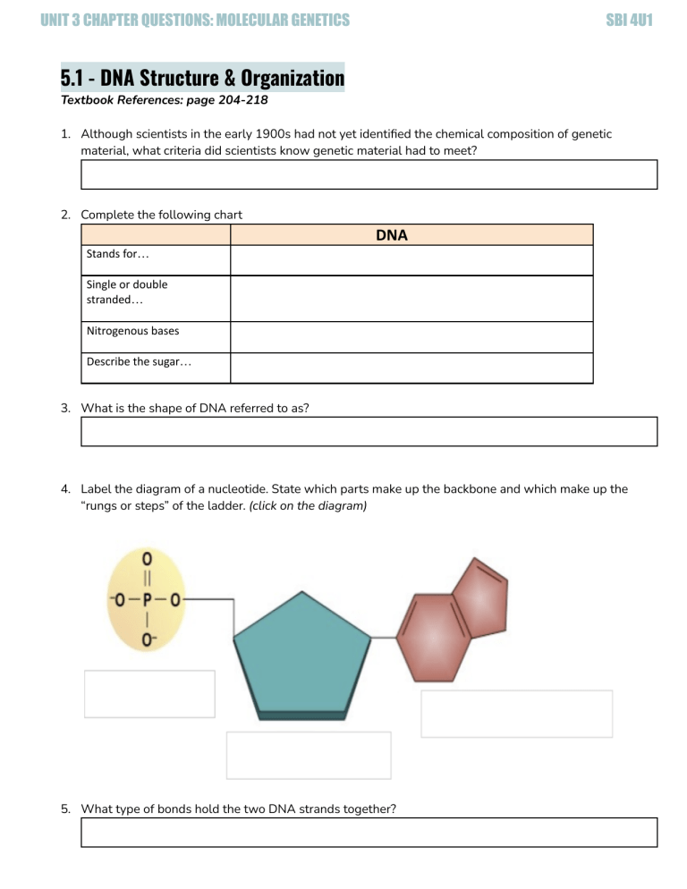 Molecular Genetics Chapter Questions: DNA & Gene Expression
