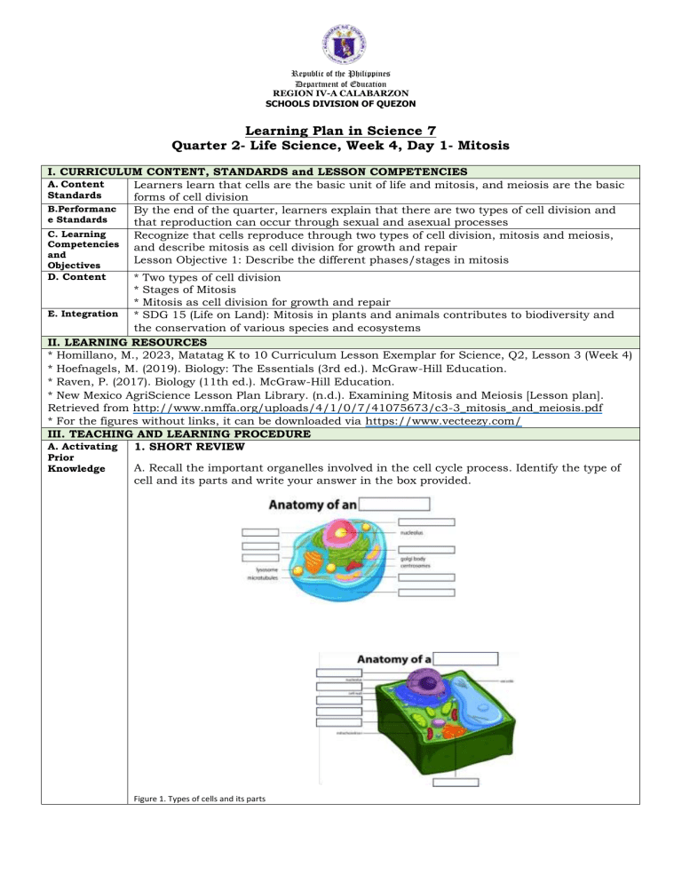Science 7 Mitosis Learning Plan: Cell Division & Growth