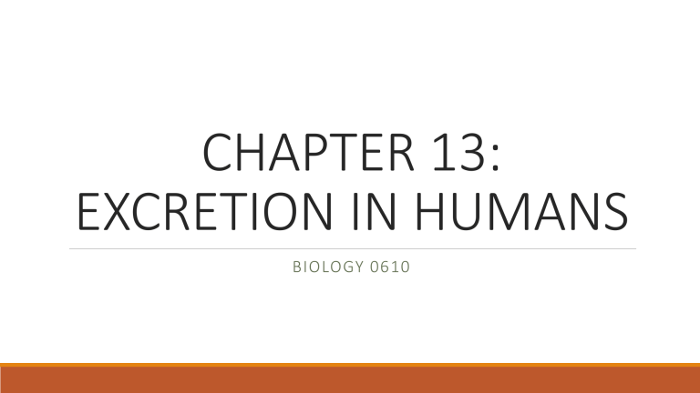 Excretion in Humans: Biology Presentation