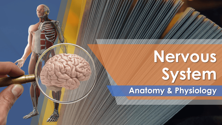 Nervous System Anatomy & Physiology Presentation