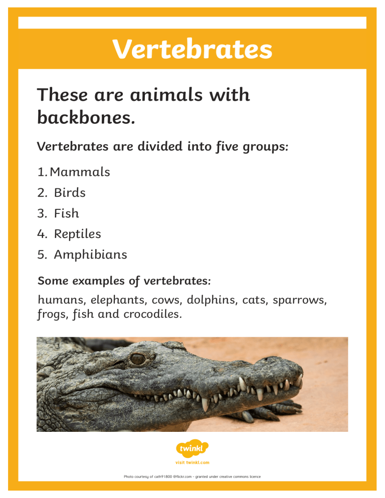 Vertebrates, Invertebrates, and Plants: Animal Classification