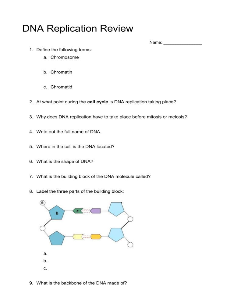 DNA Replication Review Worksheet