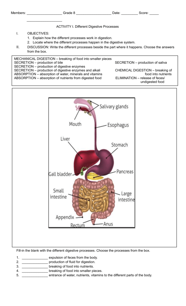Digestive Processes Activity Sheet | Human Anatomy Grade 8