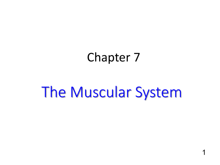 Muscular System: Anatomy, Physiology, & Contraction