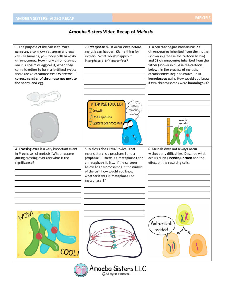 Meiosis Worksheet: Amoeba Sisters Video Recap