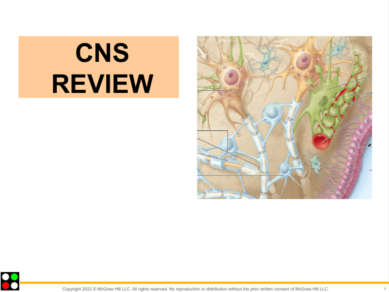 Nervous System Functions & Organization: CNS Review