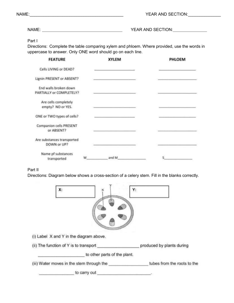 Xylem and Phloem Worksheet: Plant Transport Systems