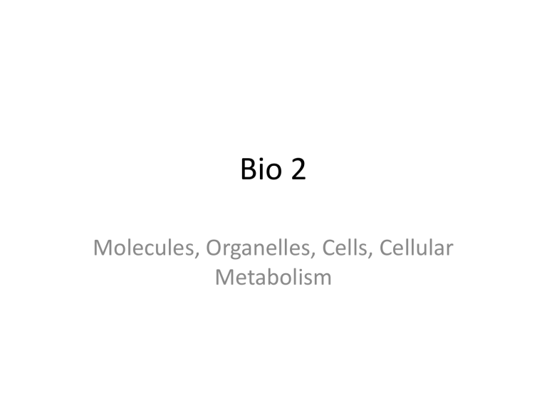 Molecules, Cells & Metabolism: Bio 2 Presentation