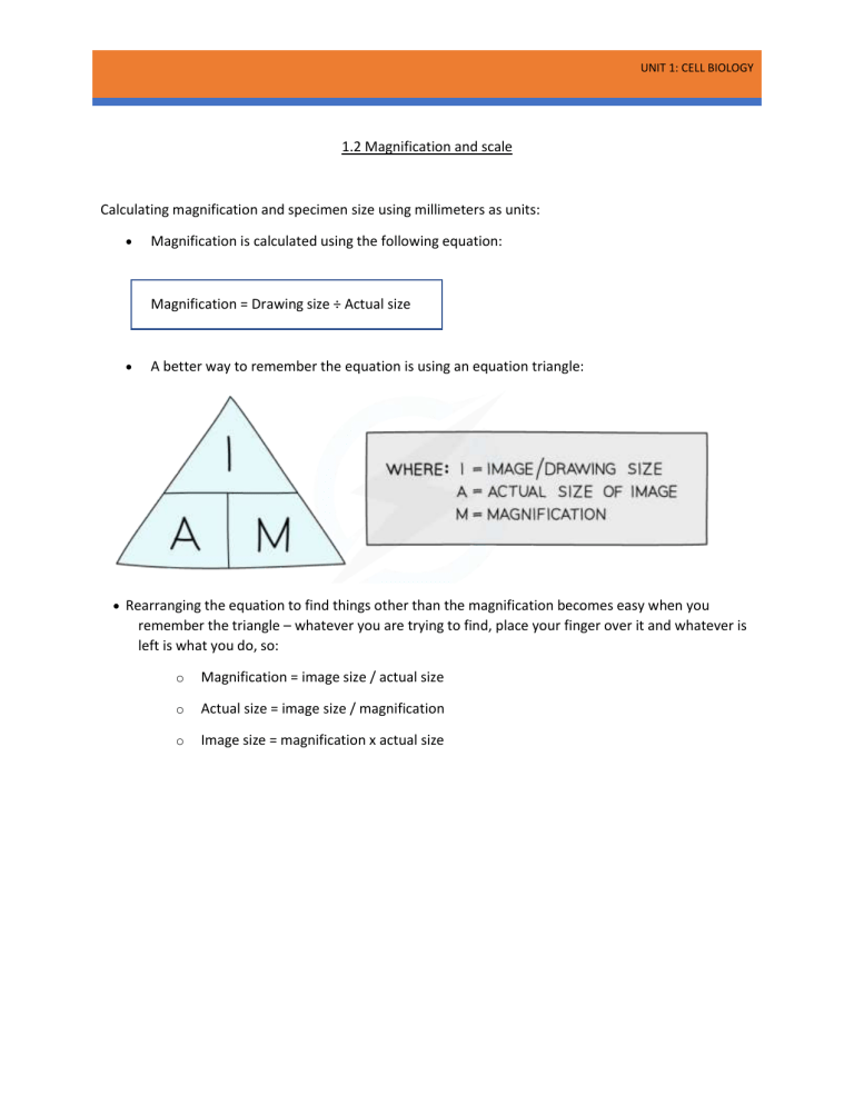 Cell Biology: Magnification & Scale Calculations