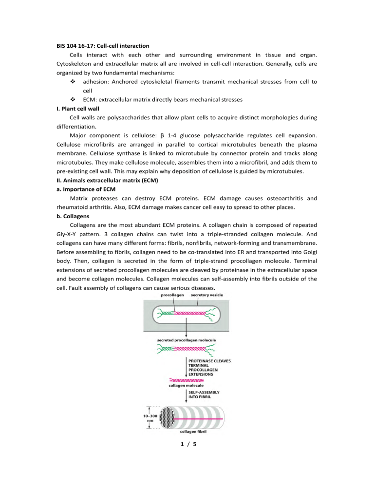 Cell-Cell Interaction: ECM & Cell Junctions Lecture Notes