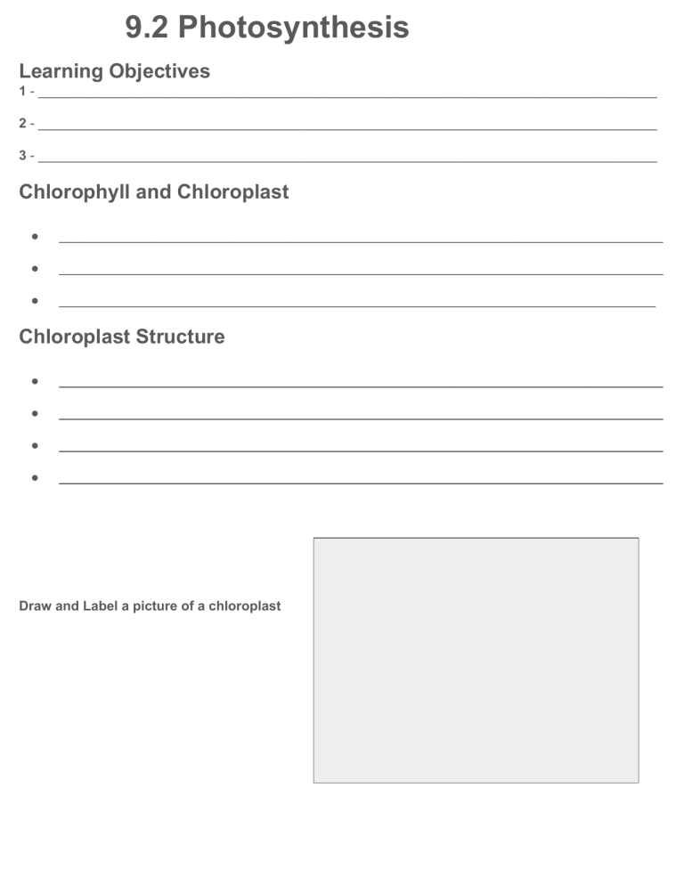 Photosynthesis Worksheet: Chlorophyll, Reactions, and More