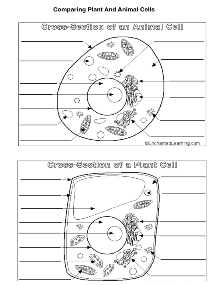 Plant vs. Animal Cells Worksheet