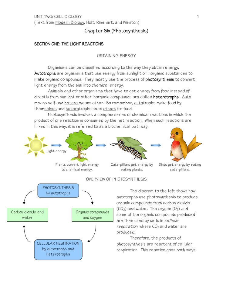 Photosynthesis: Light Reactions & Energy Conversion