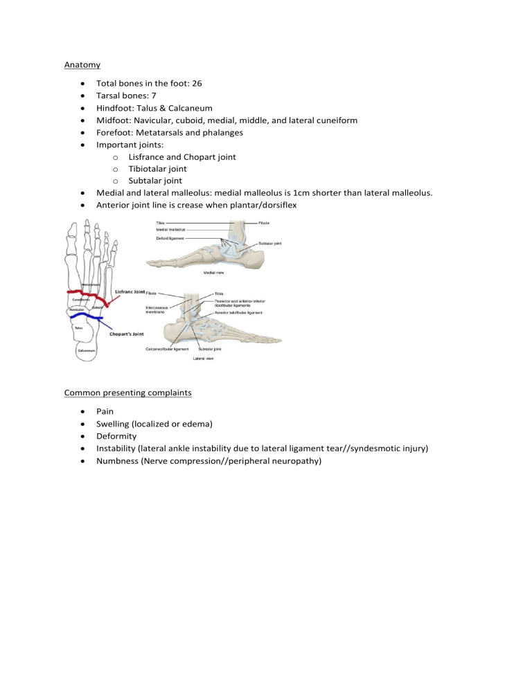 Foot & Ankle Anatomy & Examination Guide for Medical Students