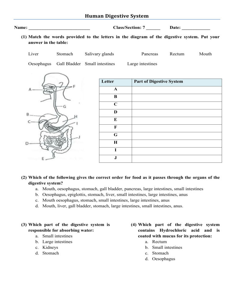 Human Digestive System Worksheet: Middle School Science