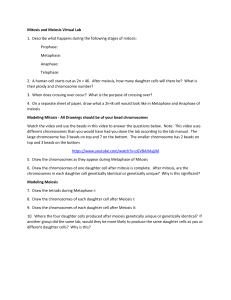 Mitosis vs Meiosis Worksheet