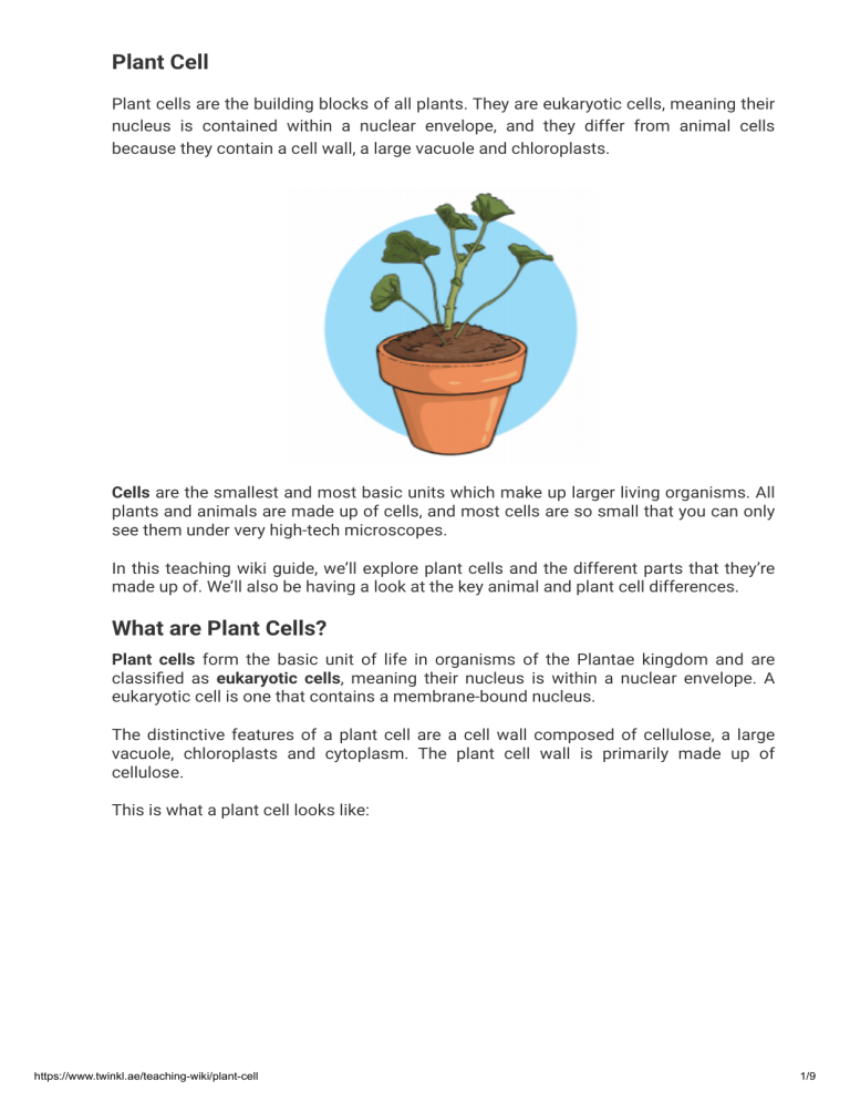 Plant Cell: Structure, Function, & Differences from Animal Cells