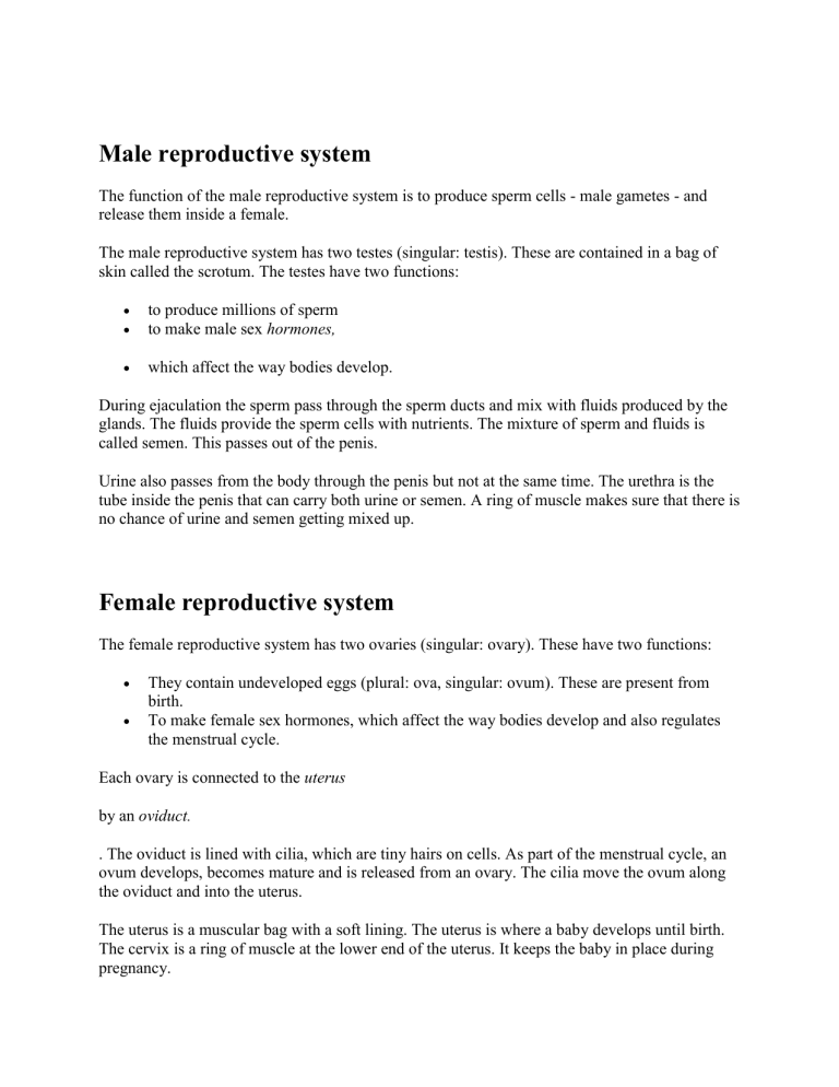 Human Reproductive System Male Female Gestation And Health