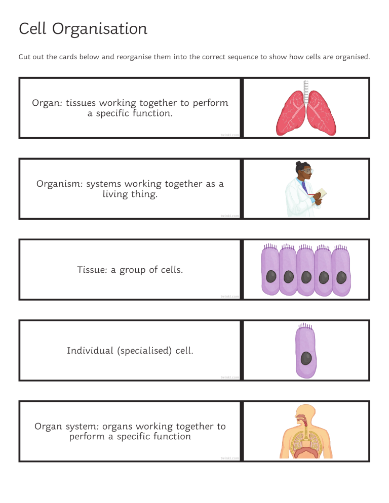 Cell Organisation Worksheet: Levels of Biological Organization