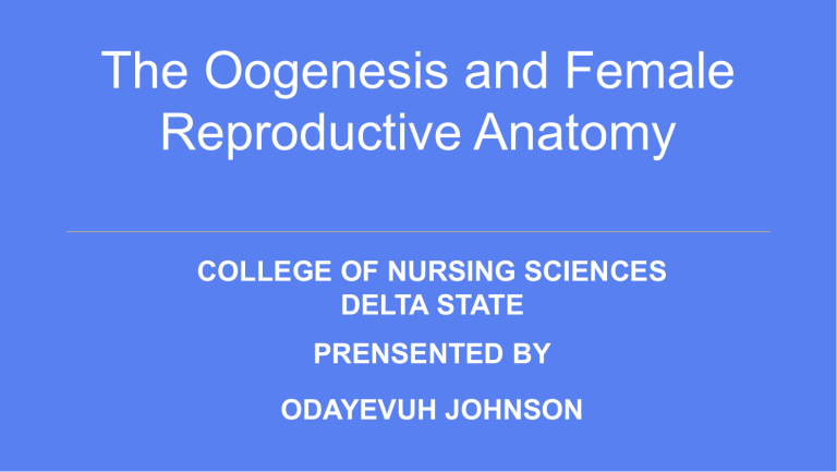Oogenesis & Female Anatomy: Labia Minora Presentation