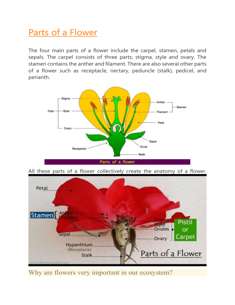 Parts of a Flower: Anatomy and Function