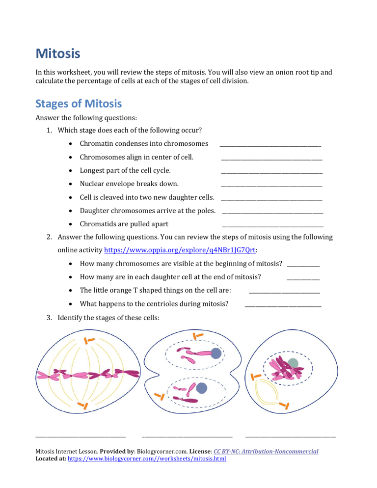 Mitosis Worksheet: Stages of Cell Division & Onion Root Tip Analysis