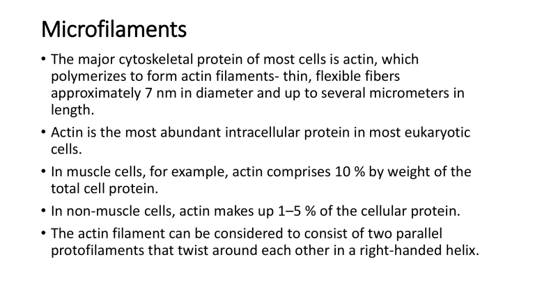 Microfilaments: Actin Structure & Assembly Presentation