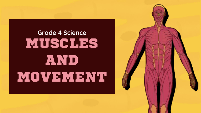 Muscles and Movement: Grade 4 Science Presentation