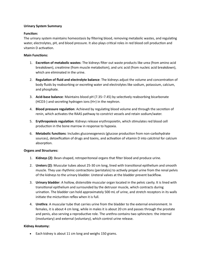 Urinary System Summary: Functions, Anatomy, & Physiology