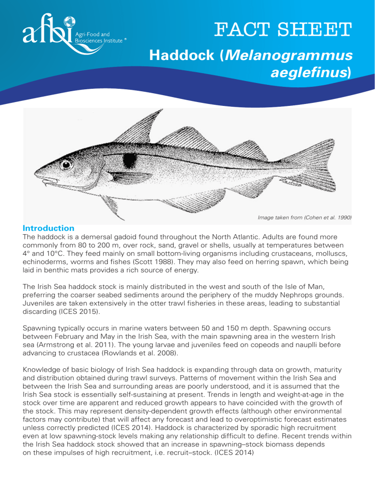 Haddock Fact Sheet: Biology, Stock Status, and Fishery