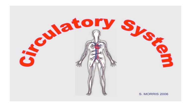 Circulatory System: Heart, Blood Vessels & Crossword Puzzle