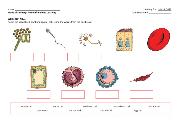 Specialized Plant & Animal Cells Worksheet | Biology Activity