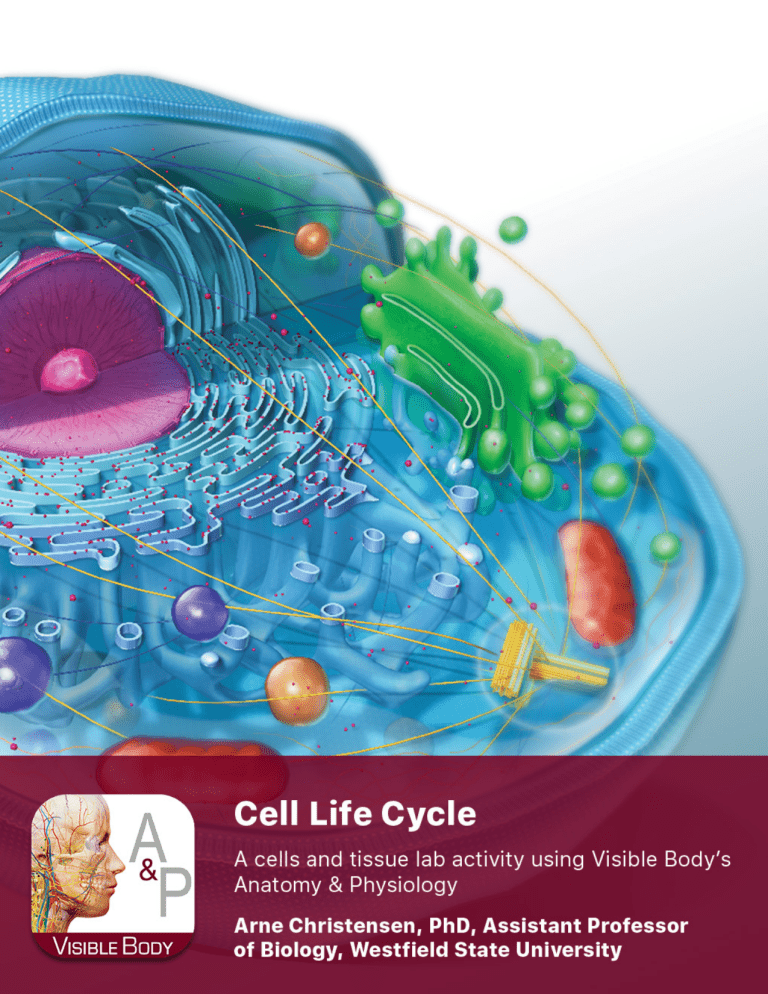 Cell Life Cycle Lab: Mitosis, Meiosis & DNA Replication