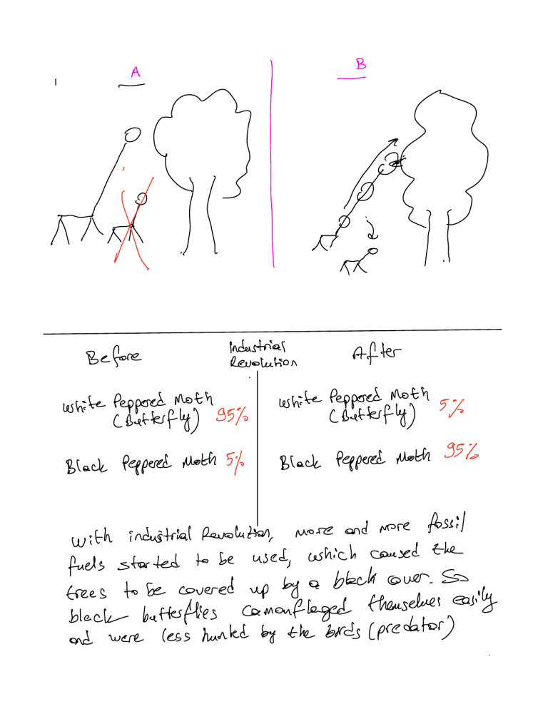 Evolution & Natural Selection: Peppered Moth & Genetic Variation