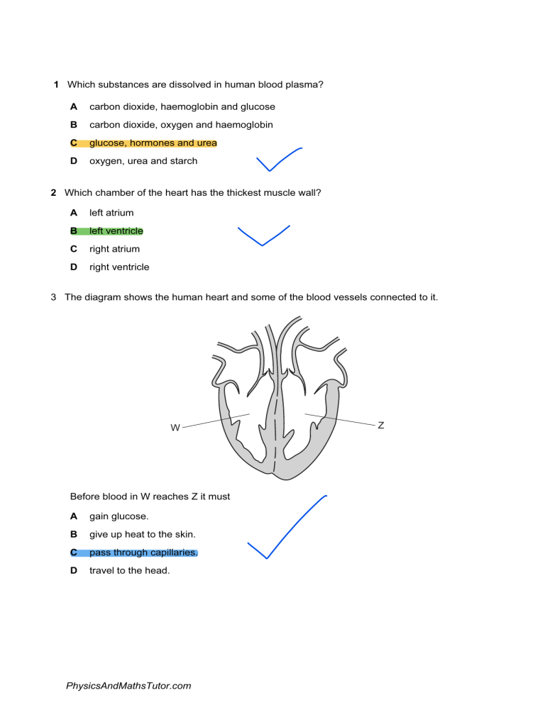 Human Circulatory System Biology Questions - Heart & Blood Vessels