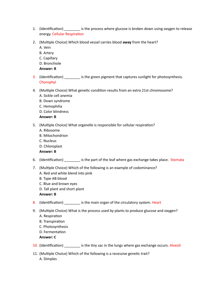 Biology Quiz: Cellular Respiration, Photosynthesis & Human Body